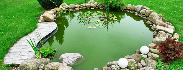 BASSIN : PLANTATION DES VÉGÉTAUX AQUATIQUES