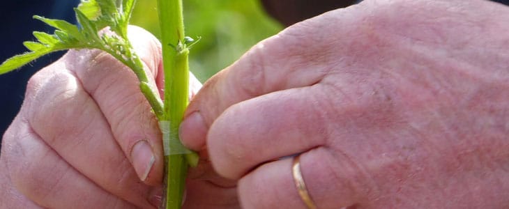 Greffe des Tomates - Comment Doubler le Poids de vos Récoltes