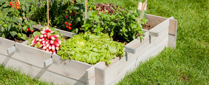 Premier Potager - Les Légumes Faciles à Cultiver au Potager