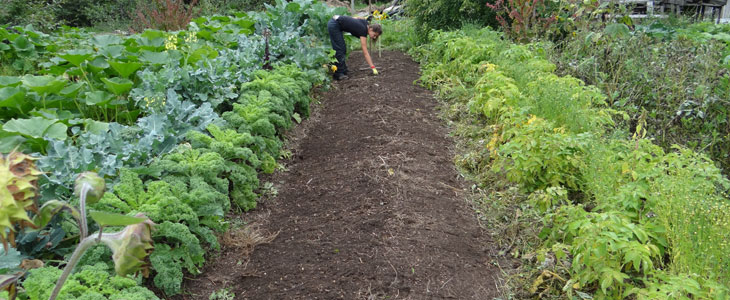 Rotation des Cultures - Rotation des Cultures au Potager