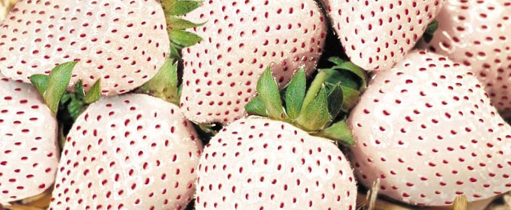 Fraises Blanches du Japon - Le Fruit de Luxe Nippon
