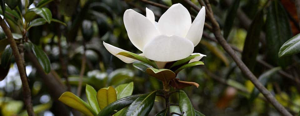 Entretien Magnolia - Magnolia ne Fleurit pas