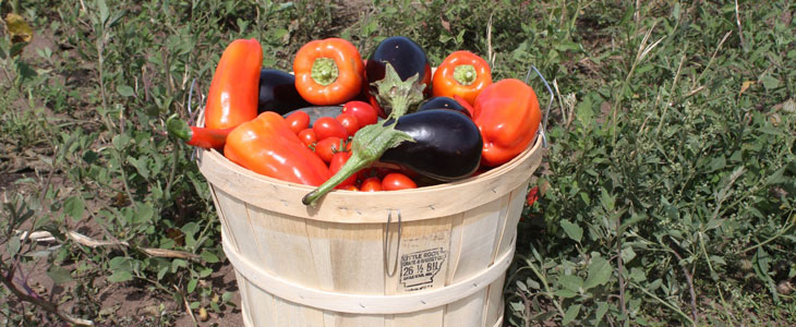 rotation des cultures au potager